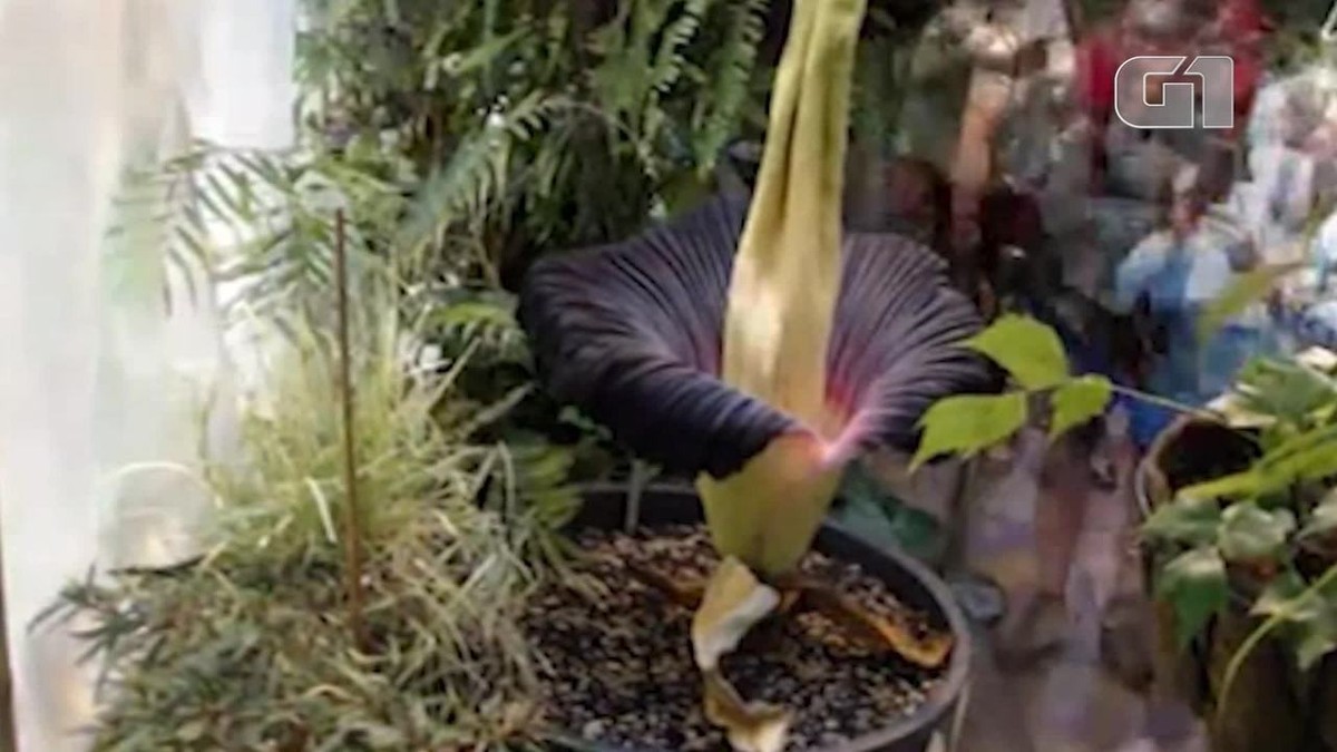 A rare "corpse flower", with the scent of decaying flesh, attracts ...