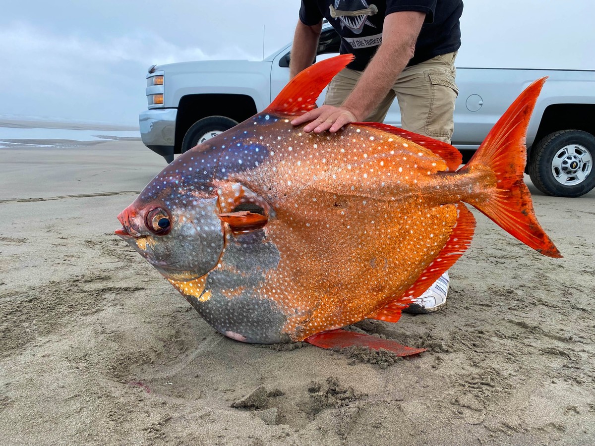 A rare sunfish was found dead on a beach in the United States | Scientist