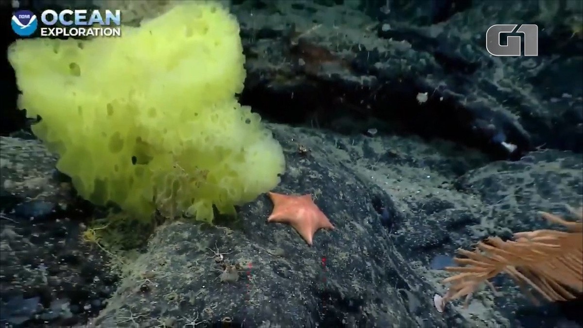 American scientists discover a "realistic version" of SpongeBob and ...