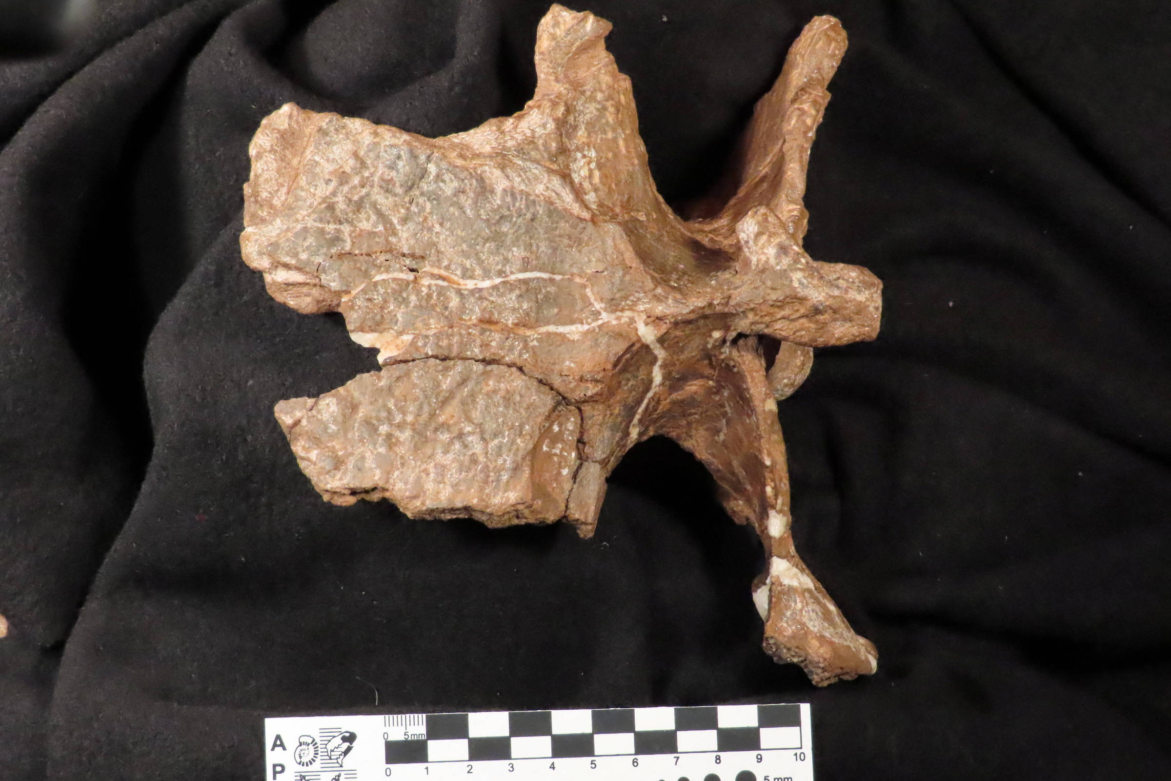 Argentine scientists discover new species of dinosaur - 02/26/2022 ...